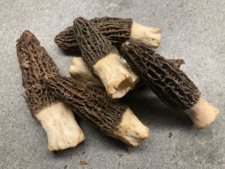 Chicken with Morels and Very Classic Béchamel Sauce – Cook and Drink